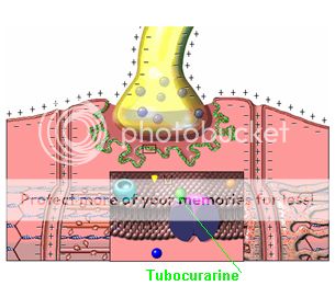 Tubocurarine; chloride, tubocurarine; d tubocurare; d-tubocurare; d ...
