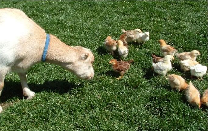Do Goats and Chickens get along? | BackYard Chickens - Learn How to ...