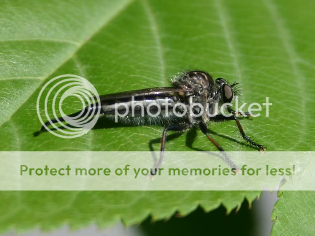 GIANT Robber Fly | Arachnoboards