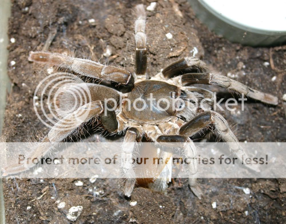 H. gigas | Arachnoboards