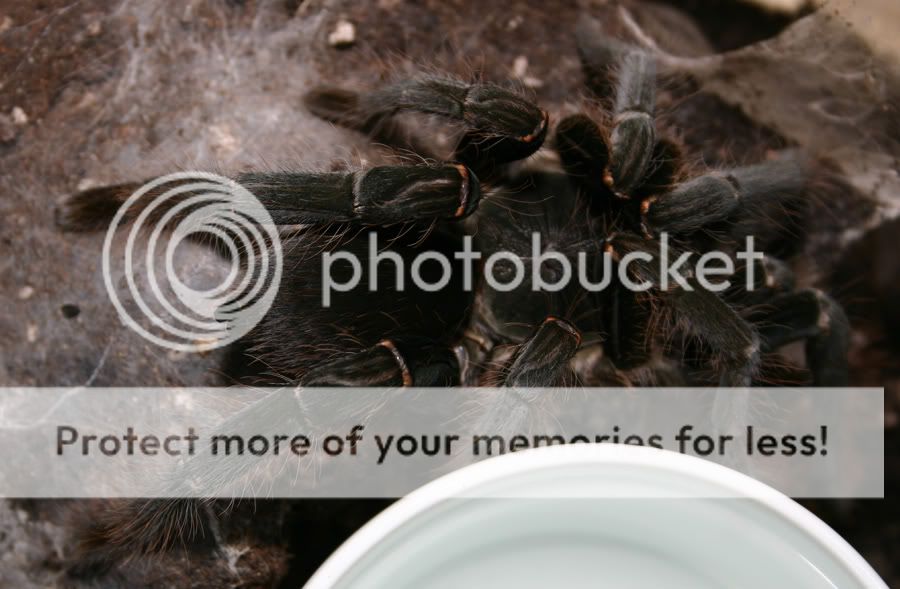 H. gigas | Arachnoboards