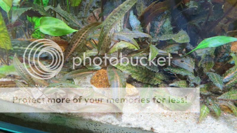 33g Crypt tank and 27g cube | The Planted Tank Forum