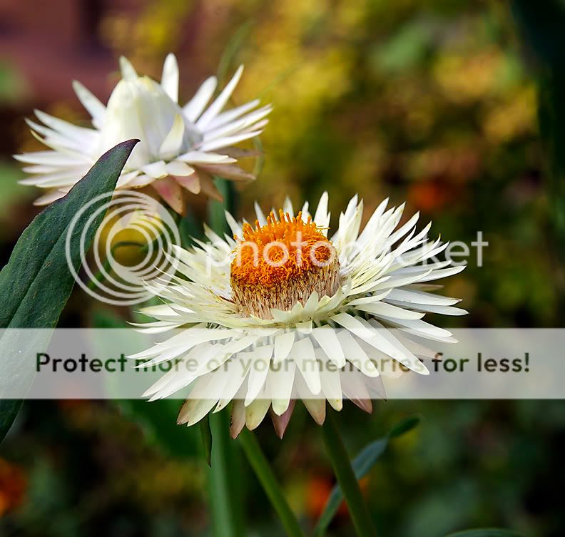 Early Autumn Colors - PentaxForums.com