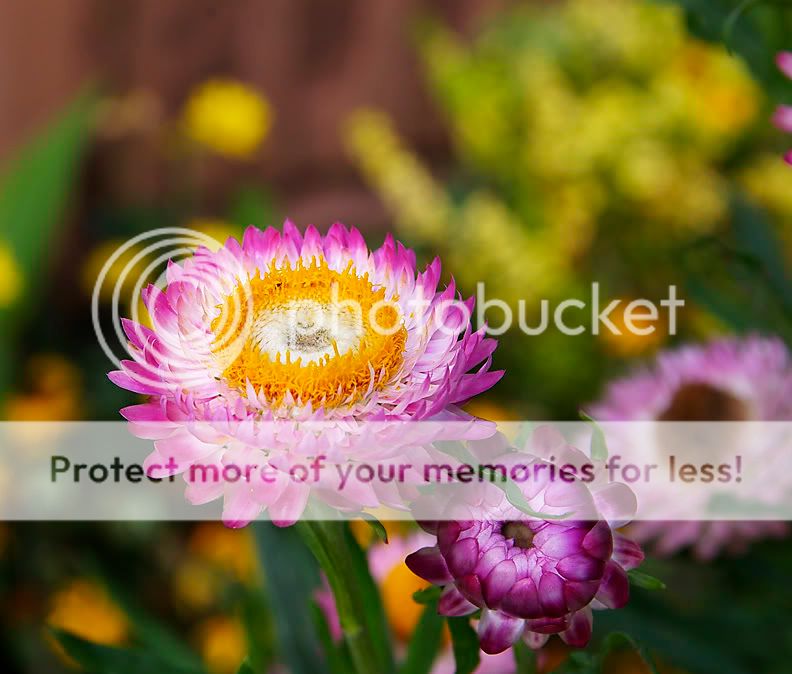 Early Autumn Colors - PentaxForums.com