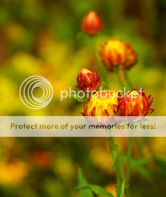 Early Autumn Colors - PentaxForums.com