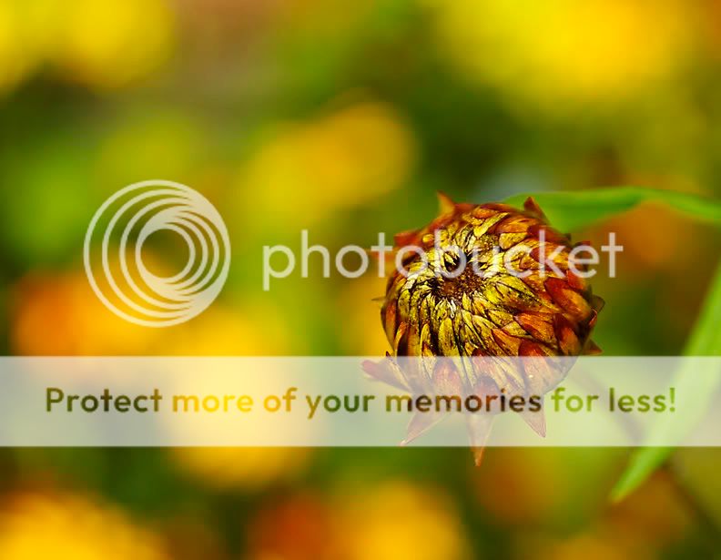 Early Autumn Colors - PentaxForums.com