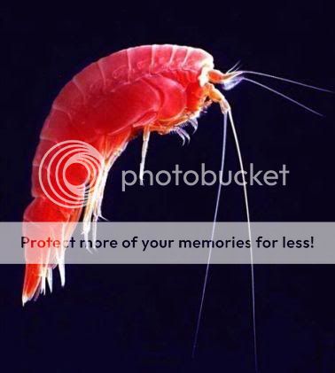 Parasite manipulates host’s sense of smell | Mo Costandi