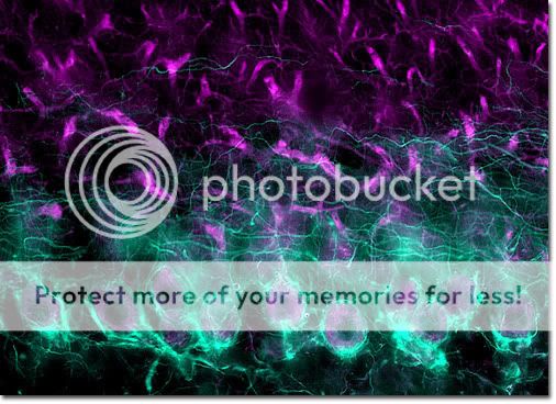 The Olympus BioScapes Digital Imaging Competition | Mo Costandi