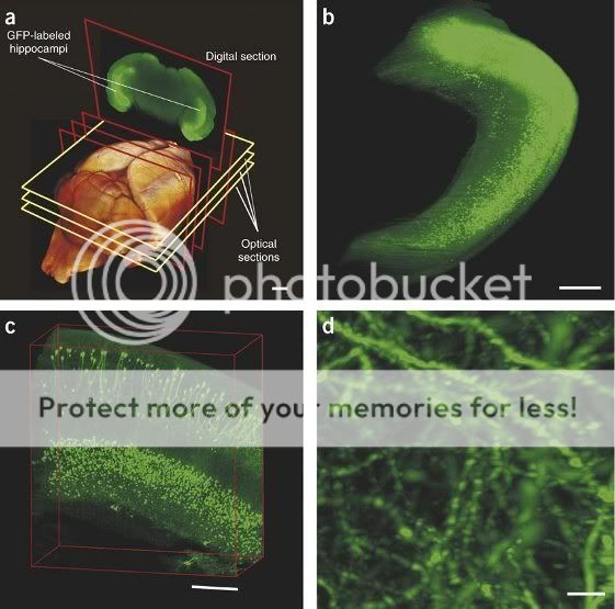 Imaging transparent brains | Mo Costandi