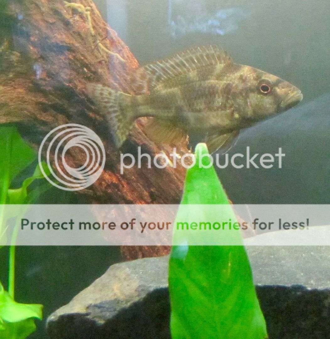 Livingstonii or Fusco? | Cichlid Fish Forum