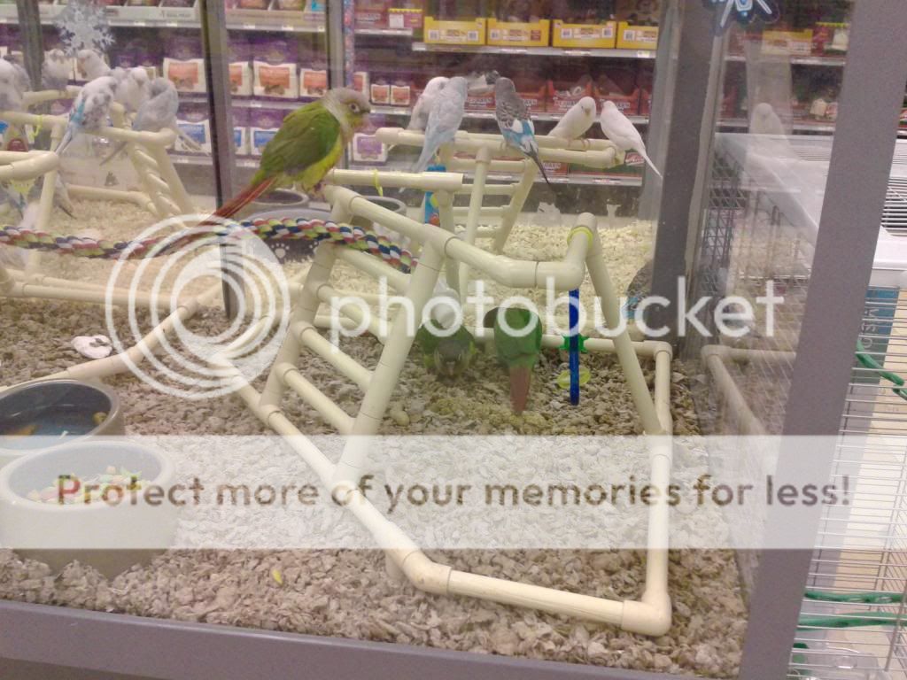 Pictures - I Left My Heart In Petco (PICTURES AND VIDEOS) | Avian ...