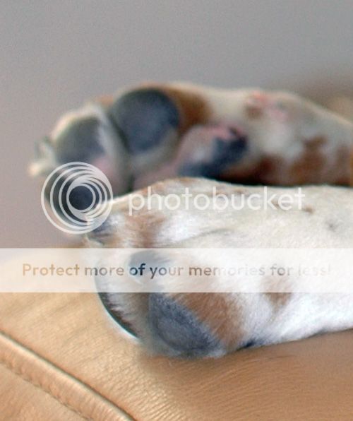 Nail length? | Basset Hounds Forum