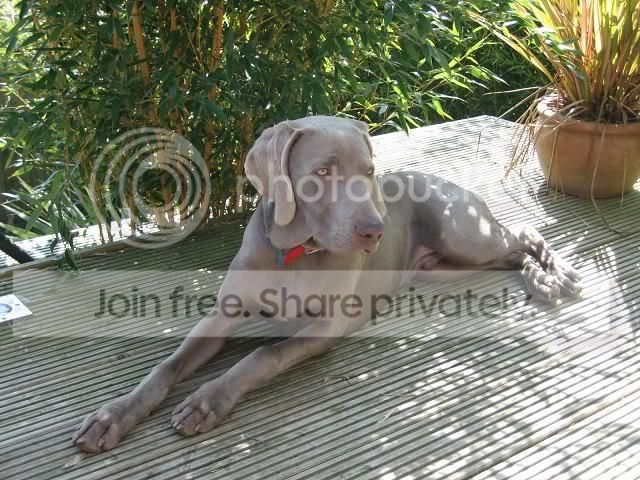 Weimaraner Dogs
