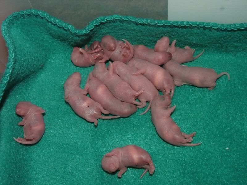 Baby Development... Birth to 8 Weeks :) | The Rat Shack - Pet Rat Forum