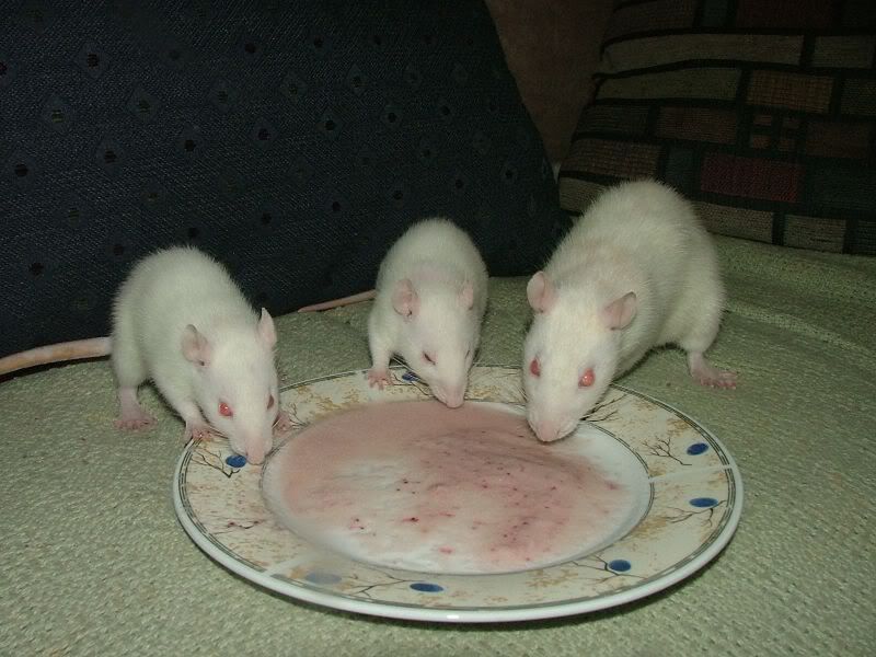 Picture of 6 week old rat? | Rat Forum