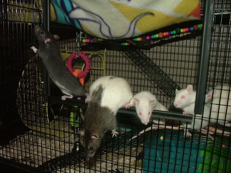Picture of 6 week old rat? | Rat Forum