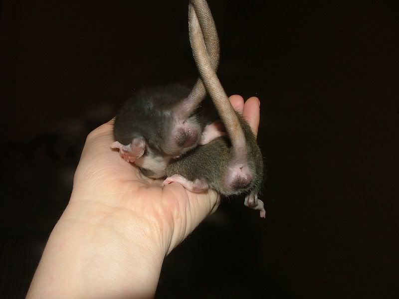 Rats testicles changed color. Help! | The Rat Shack - Pet Rat Forum