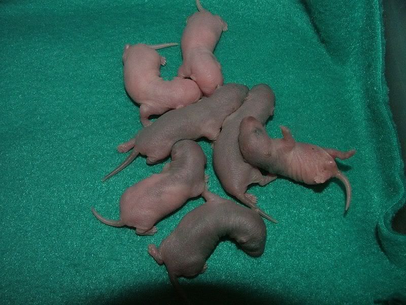 Need some help(orphaned baby rats) | Paw Talk - Pet Forums
