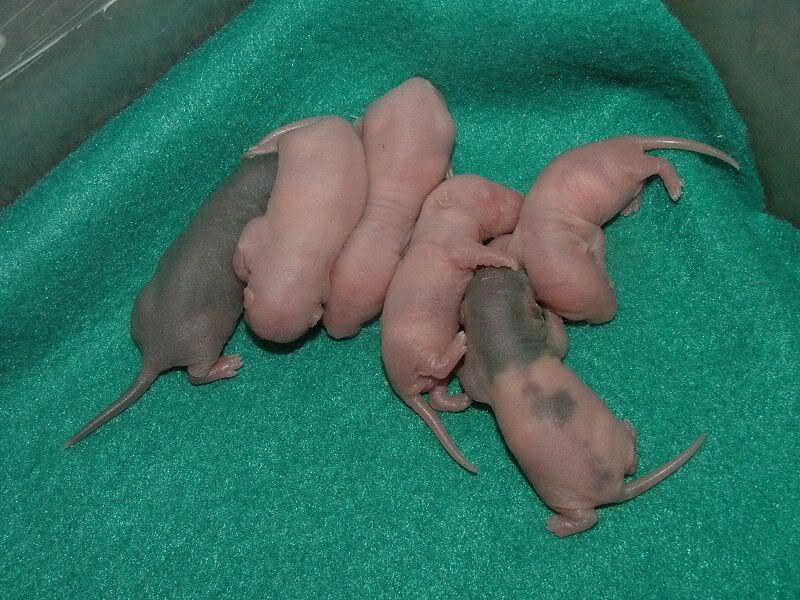 Need some help(orphaned baby rats) | Paw Talk - Pet Forums
