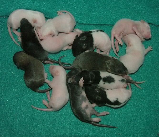 Need some help(orphaned baby rats) | Paw Talk - Pet Forums