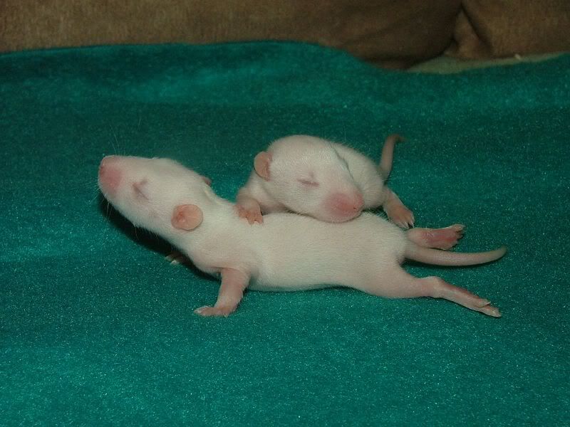 Need some help(orphaned baby rats) | Paw Talk - Pet Forums