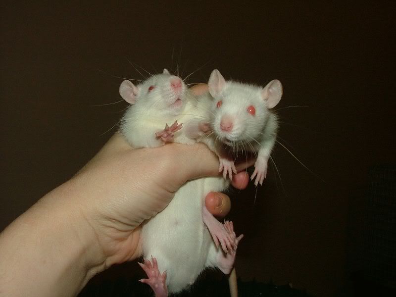 Picture of 6 week old rat? | Rat Forum