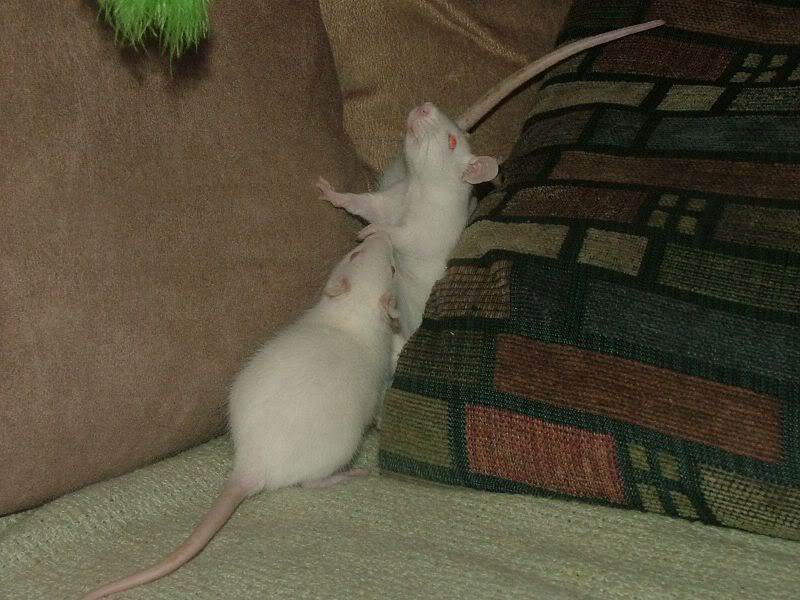 Picture of 6 week old rat? | Rat Forum