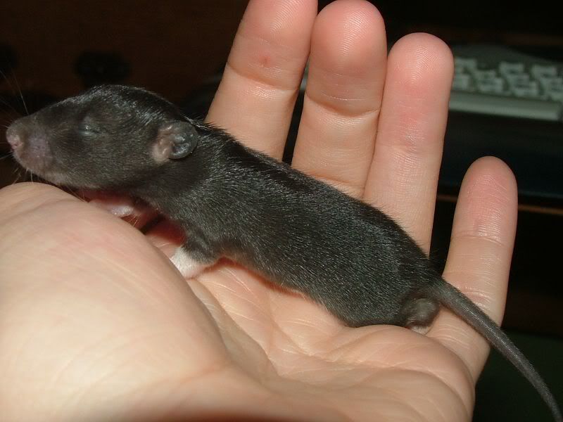 Need some help(orphaned baby rats) | Paw Talk - Pet Forums