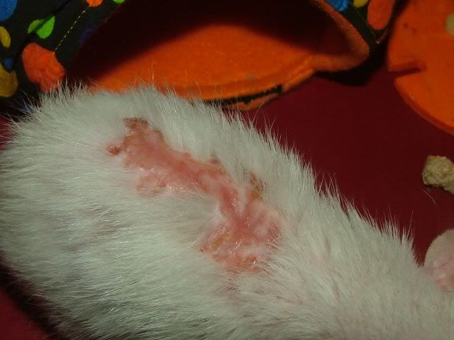 Pyoderma? | The Rat Shack - Pet Rat Forum