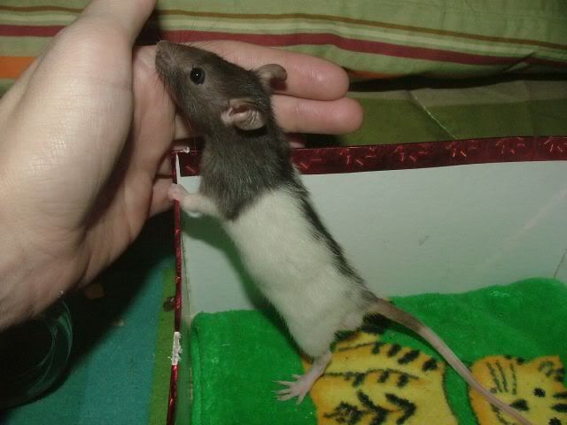 Weighing Rats | The Rat Shack - Pet Rat Forum