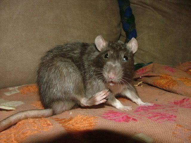 Why do my rats lick their fingers after scratching?? | Rat Forum