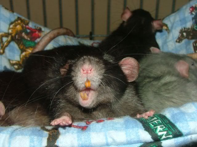 Yellow Teeth... | Rat Forum