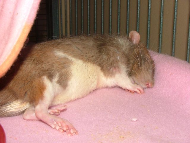 Your longest lived rat. | Rat Forum