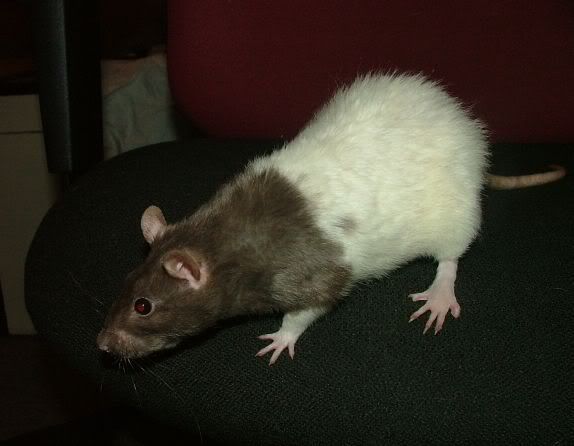 Rex Rats | Rat Forum