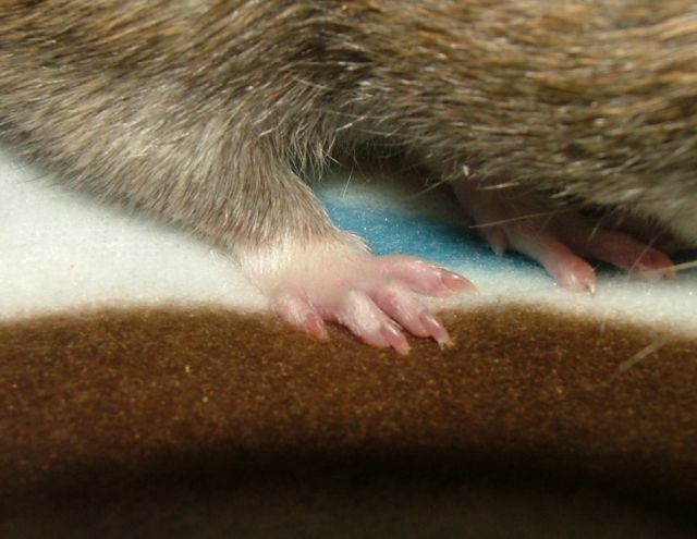 Marsky-Pulmonary Abscesses & Respiratory Attacks (pic/vid) | The Rat ...