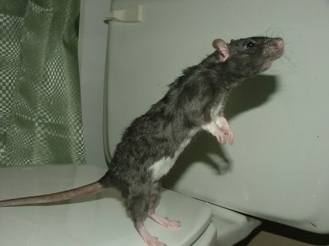 Rex Rats | Rat Forum