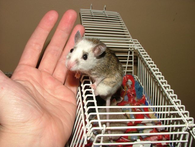 My African Soft Fur Rats | Rat Forum