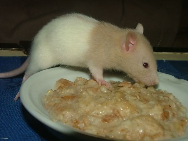 Can I treat young (3-5 week old) rats with Ivermectin? | Rat Forum