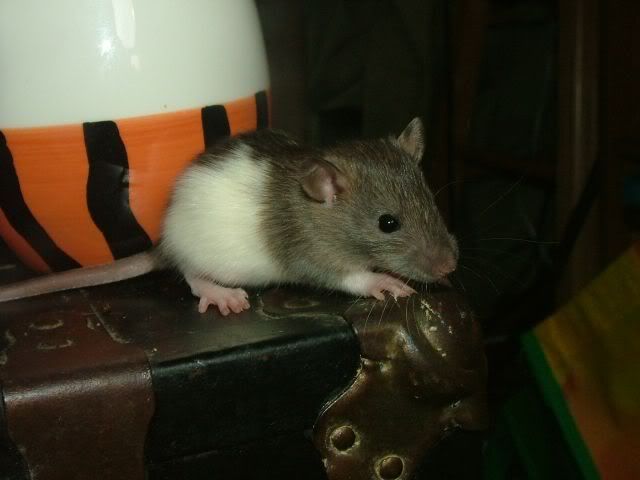 Can I treat young (3-5 week old) rats with Ivermectin? | Rat Forum