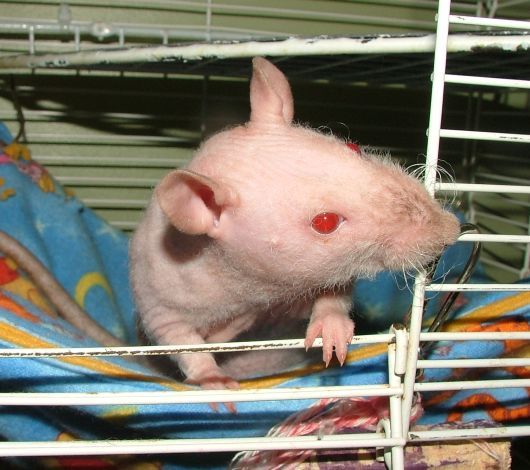 Hairless rat colors? | Rat Forum