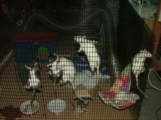 My New Martin's Playpen :) oh and meet ALL my rats too ;) | Paw Talk ...