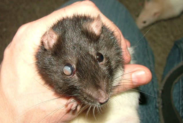 Eyes bugged and cloudy | The Rat Shack - Pet Rat Forum