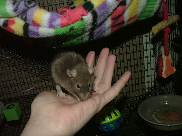 Rat with hunched back | Rat Forum