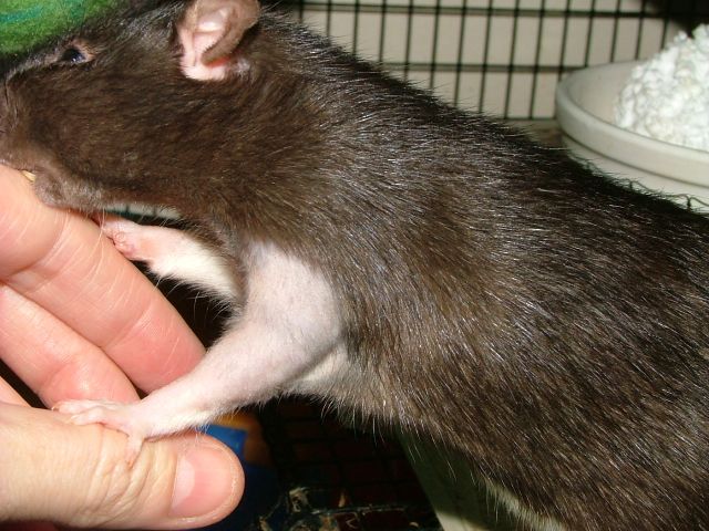 Scratch, scratch, scratch. | Page 2 | The Rat Shack - Pet Rat Forum
