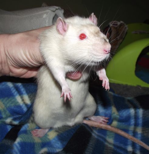 Vicious Rat and Immersion | Rat Forum