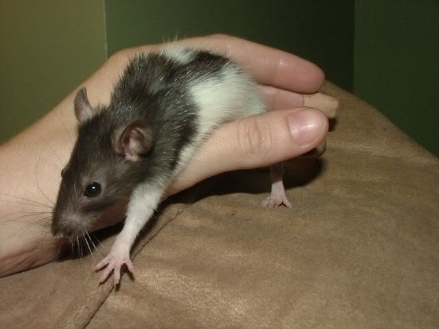 rat vs mice | Rat Forum