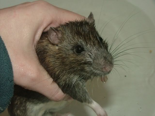 Simon's Neuter...possible hematoma? | Rat Forum