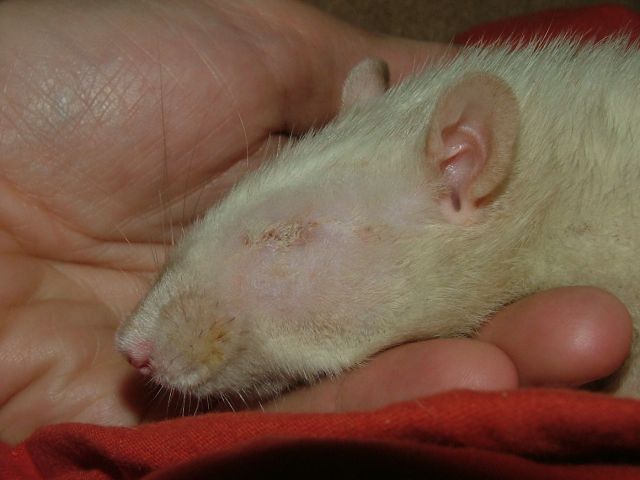 Rat inner ear infection followed by eye removal :( help? | The Rat ...