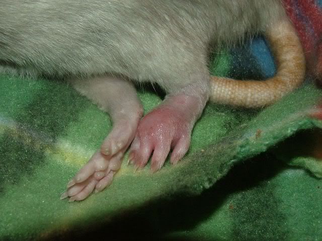Bumblefoot or a Sprain? | The Rat Shack - Pet Rat Forum