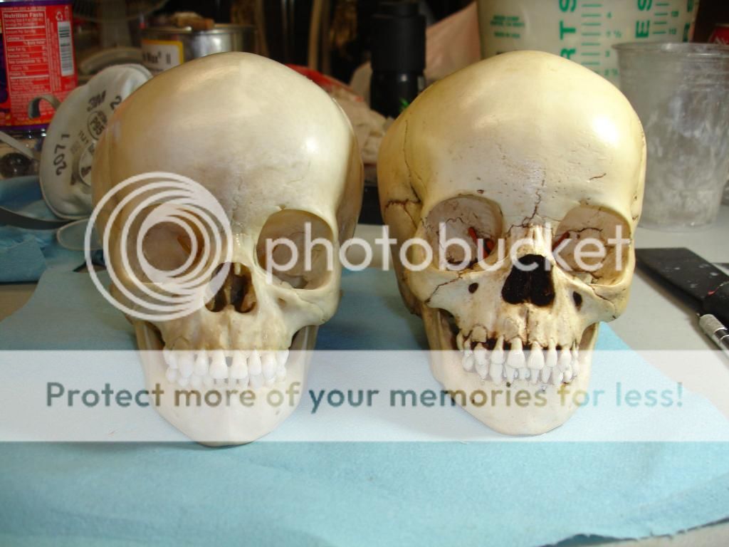 Prop Showcase: - Latest skull cast | Halloween Forum